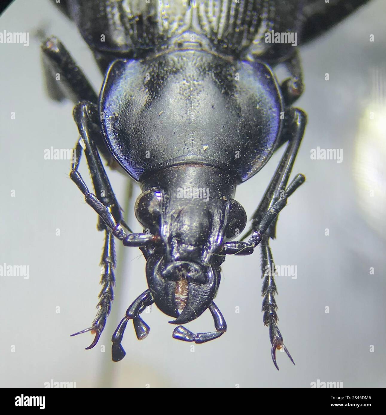 Narrow Searcher Beetle (Calosoma externum Stock Photo - Alamy
