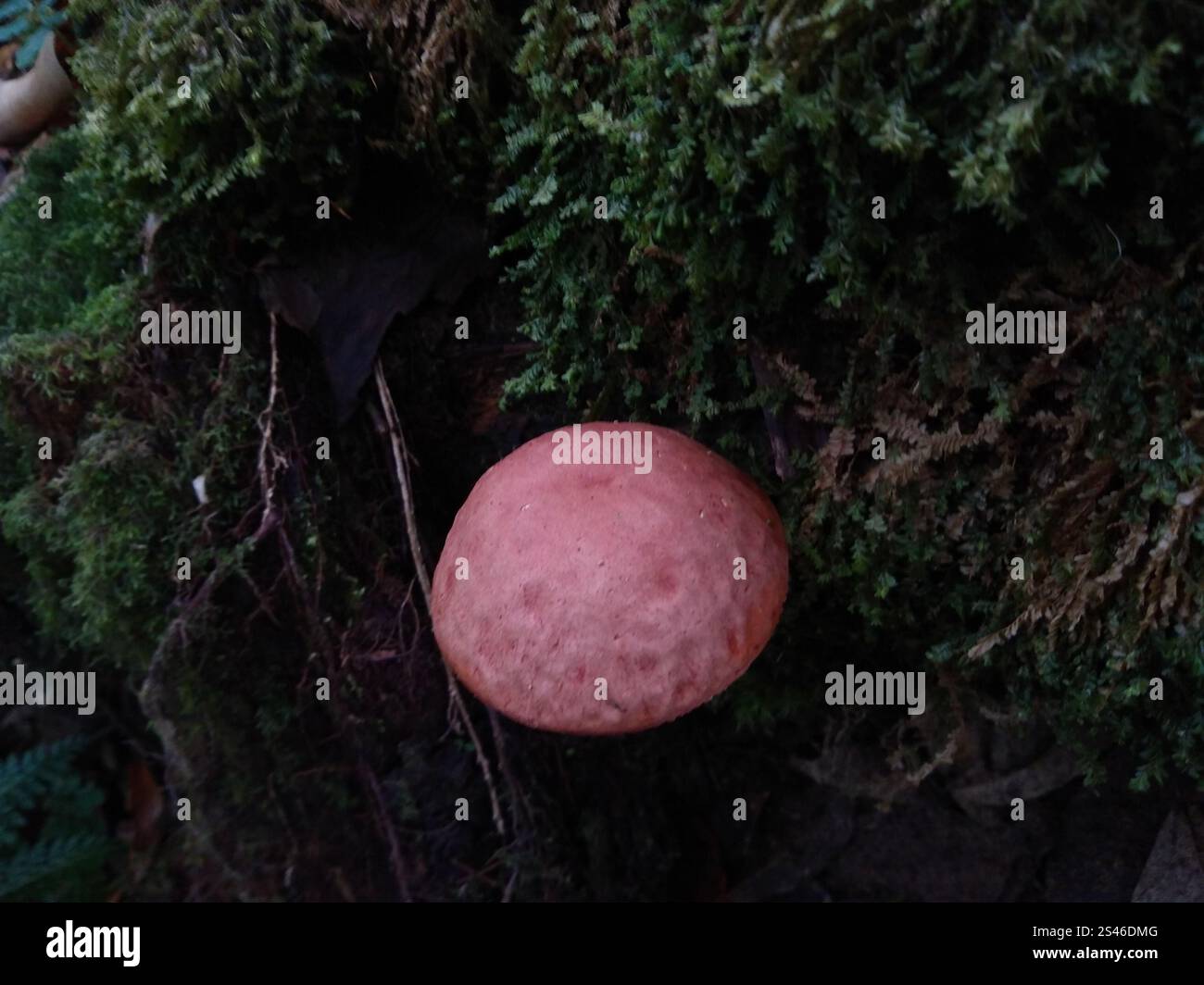 Ruby Bolete (Hortiboletus rubellus Stock Photo - Alamy