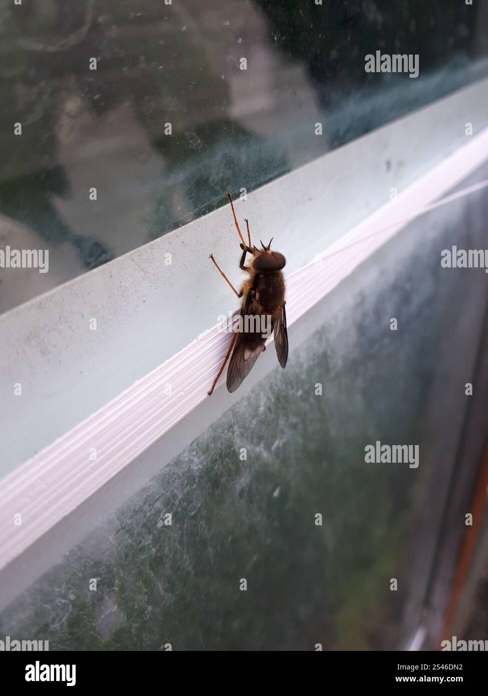 Bush Flies (Scaptia Stock Photo - Alamy