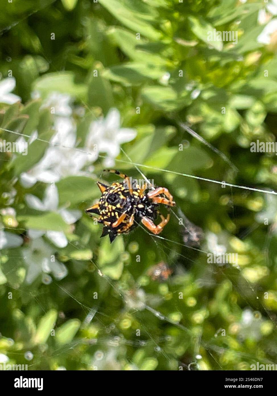 Christmas Jewel Spider (Austracantha minax Stock Photo - Alamy