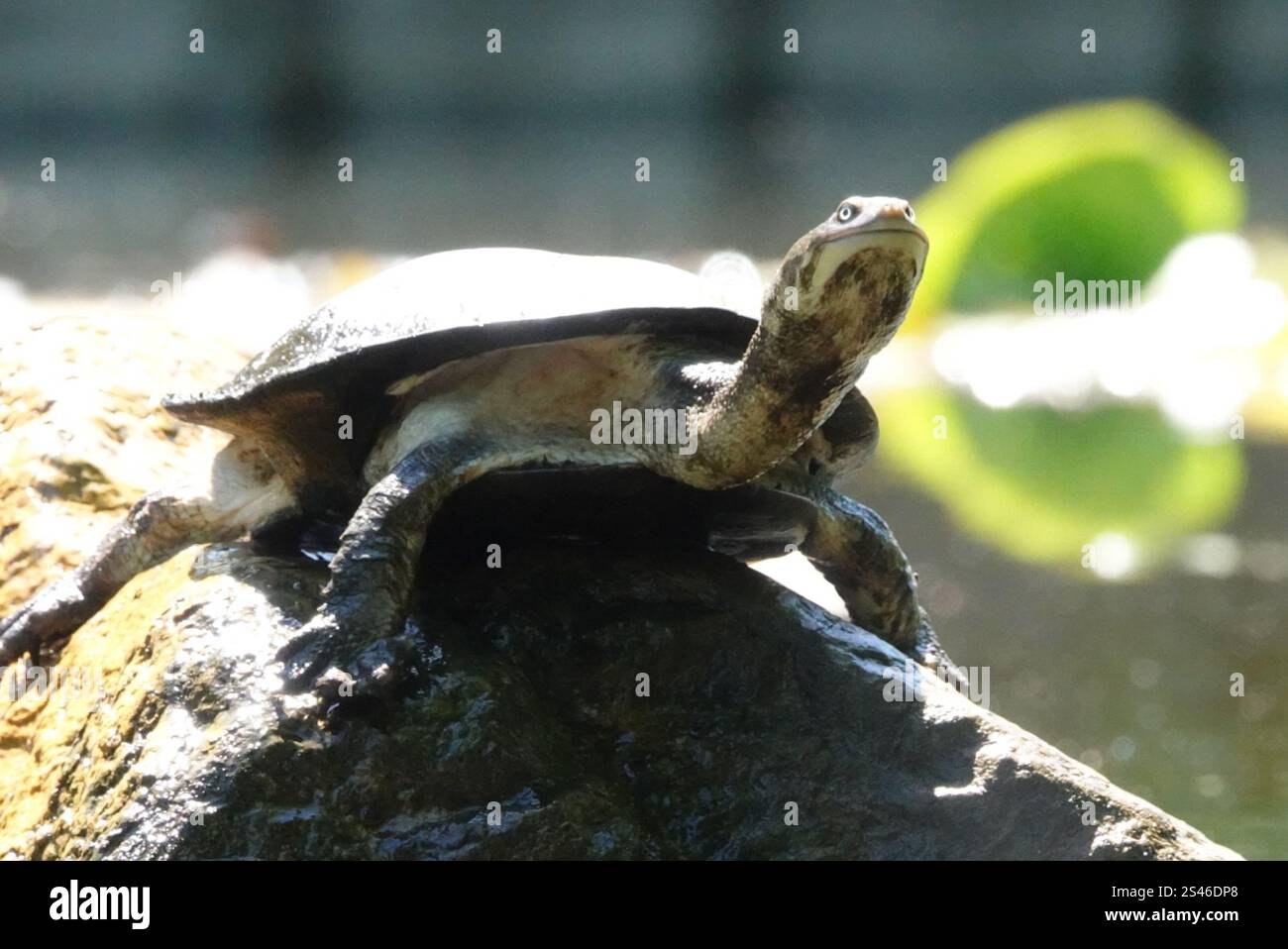 Eastern Snake-necked Turtle (Chelodina longicollis Stock Photo - Alamy