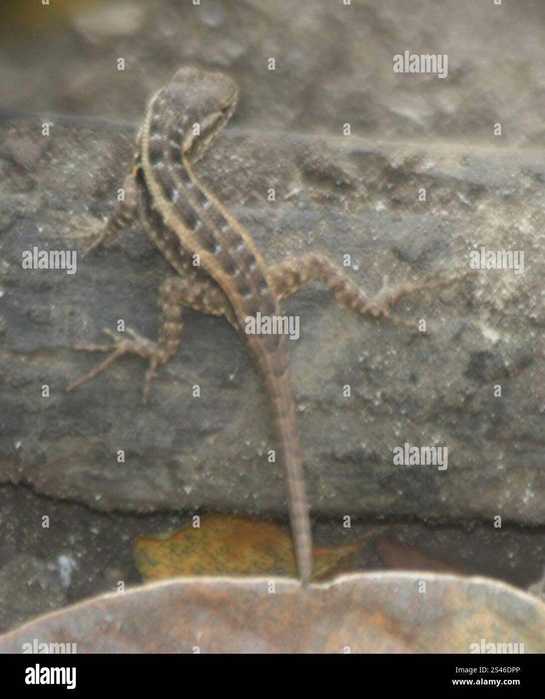 Rose-bellied Lizard (Sceloporus variabilis Stock Photo - Alamy