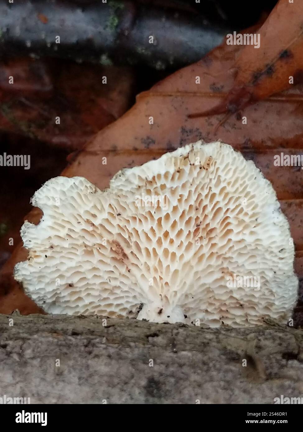hexagonal-pored polypore (Neofavolus alveolaris Stock Photo - Alamy