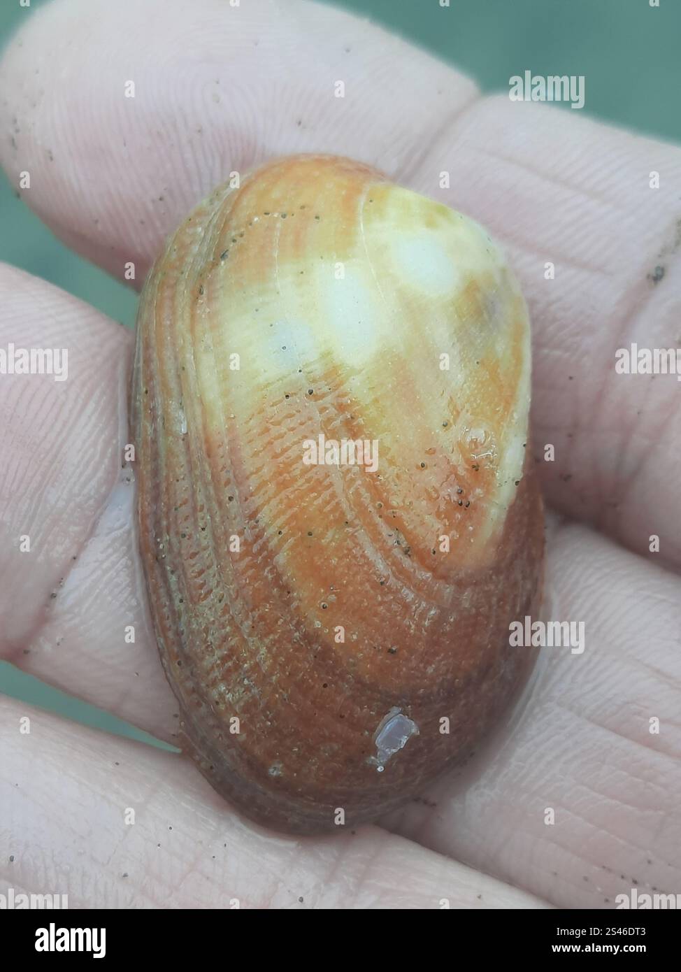 Almond Ark (Barbatia amygdalumtostum Stock Photo - Alamy