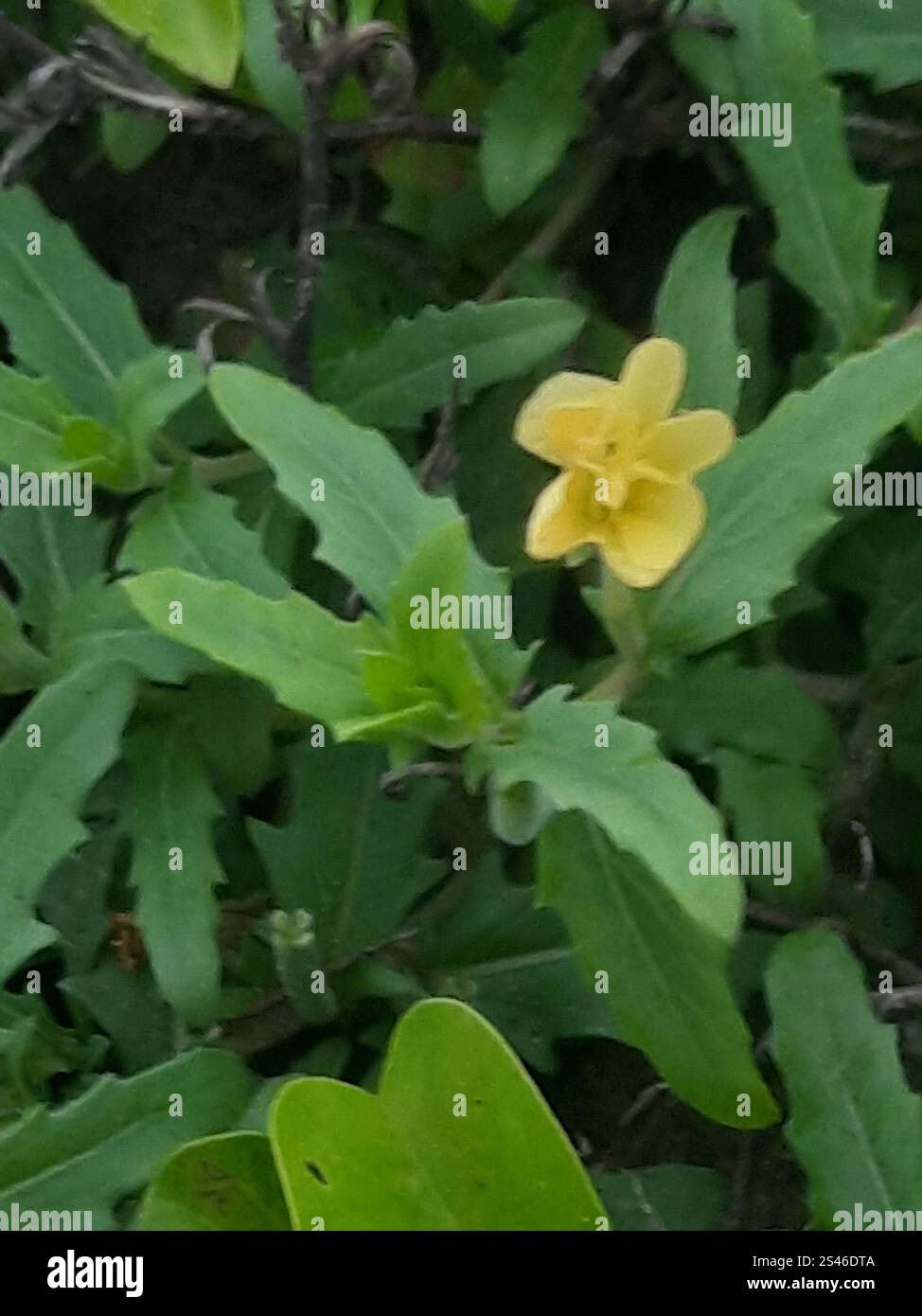 cutleaf evening primrose (Oenothera laciniata Stock Photo - Alamy