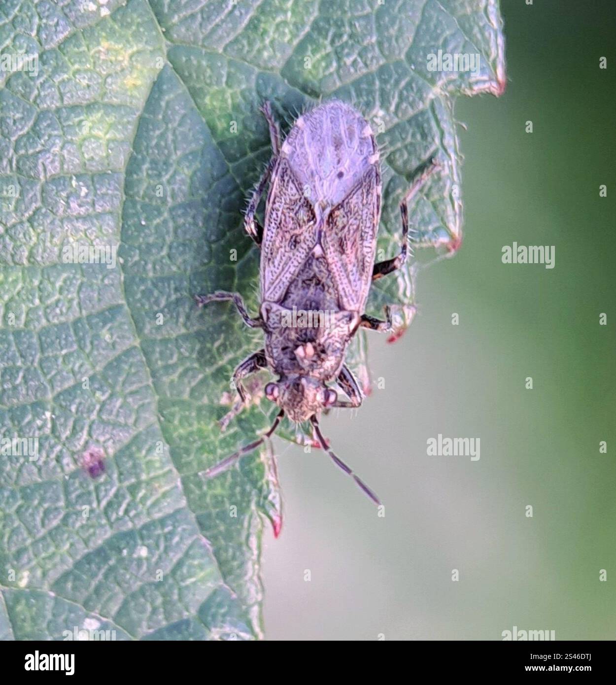 Nettle ground bug (Heterogaster urticae Stock Photo - Alamy