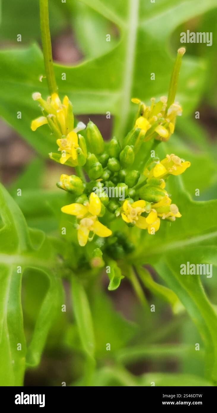 London rocket (Sisymbrium irio Stock Photo - Alamy