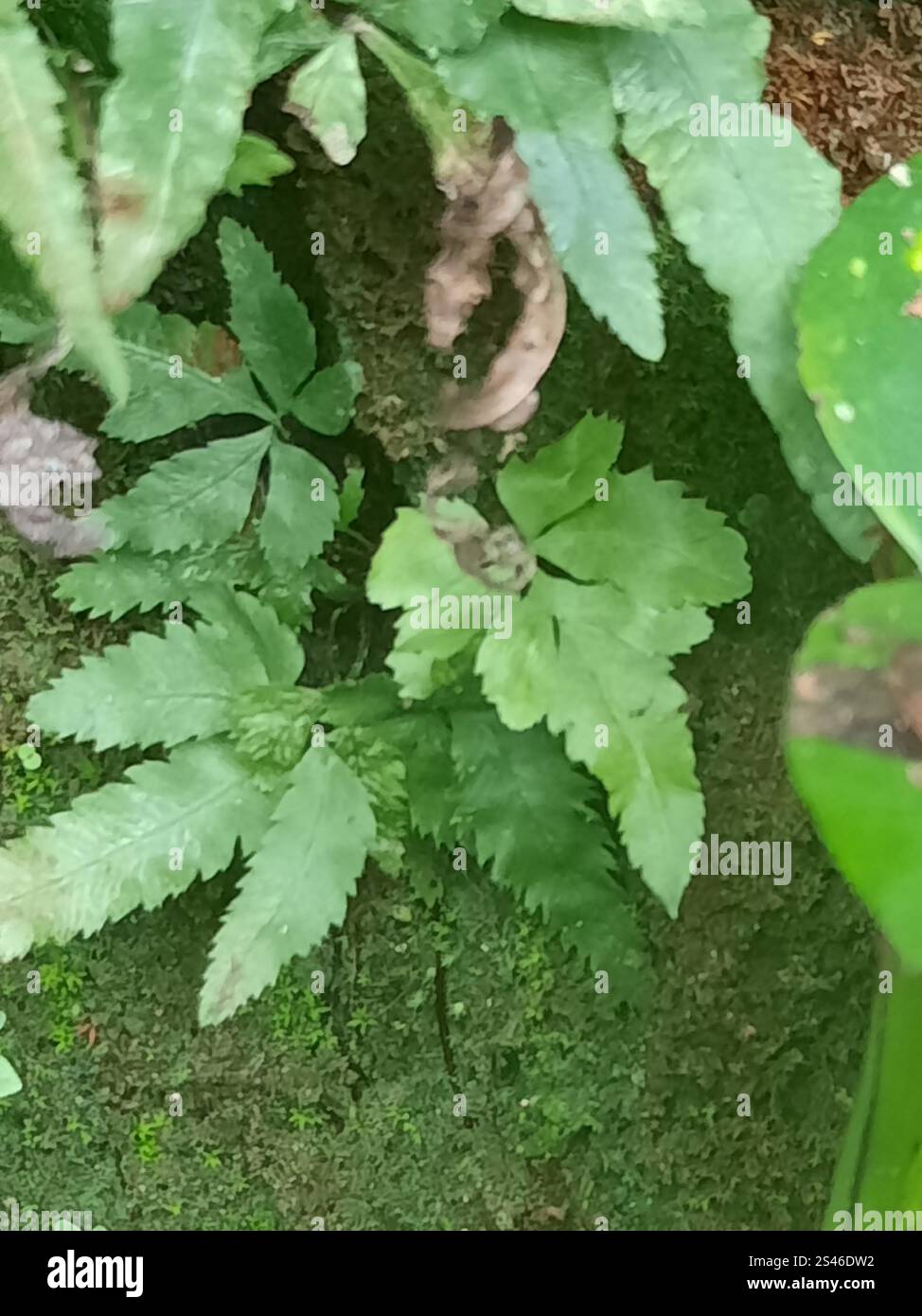 spider brake (Pteris multifida Stock Photo - Alamy