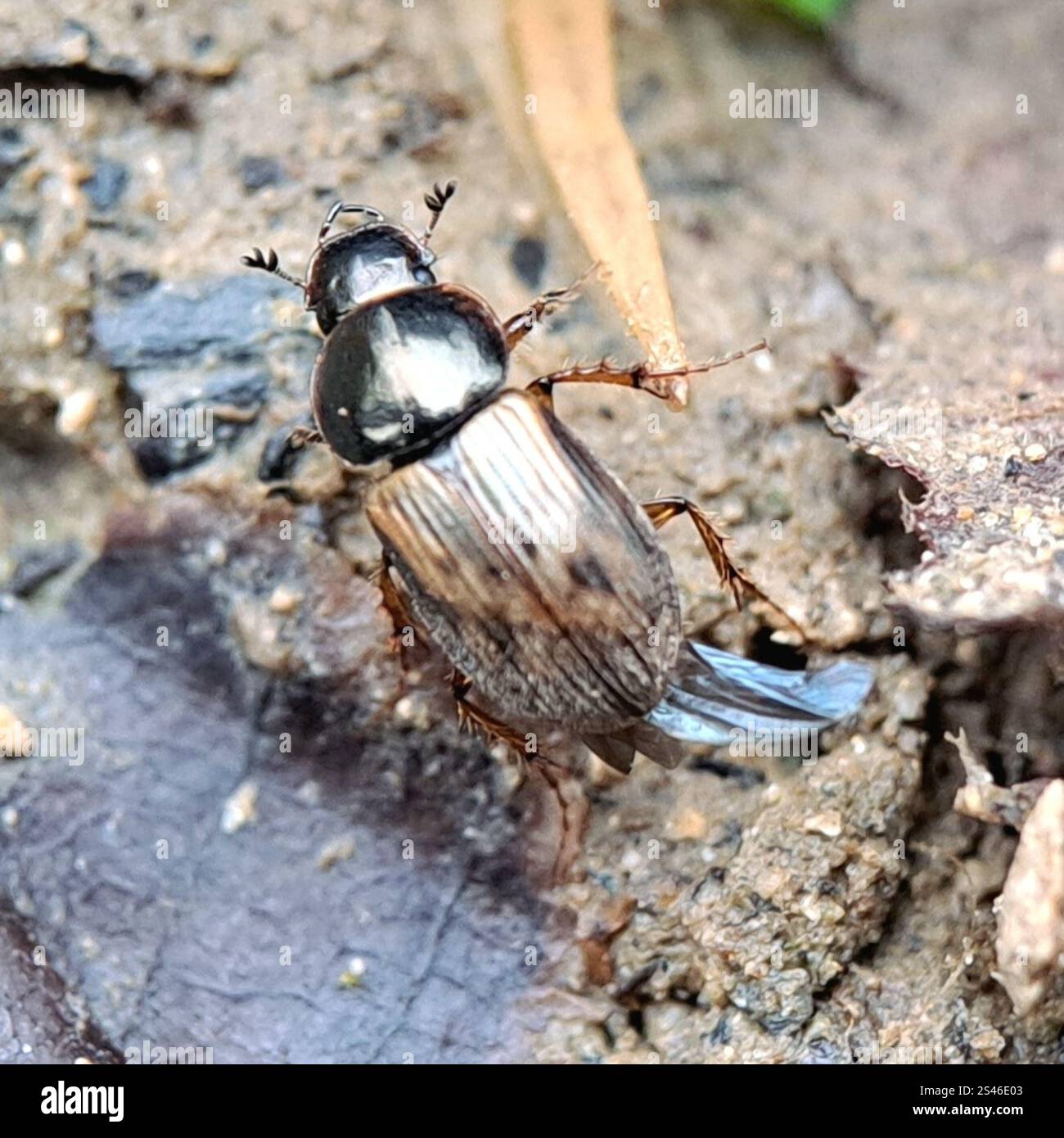 black-streaked dung beetle (Nimbus contaminatus Stock Photo - Alamy