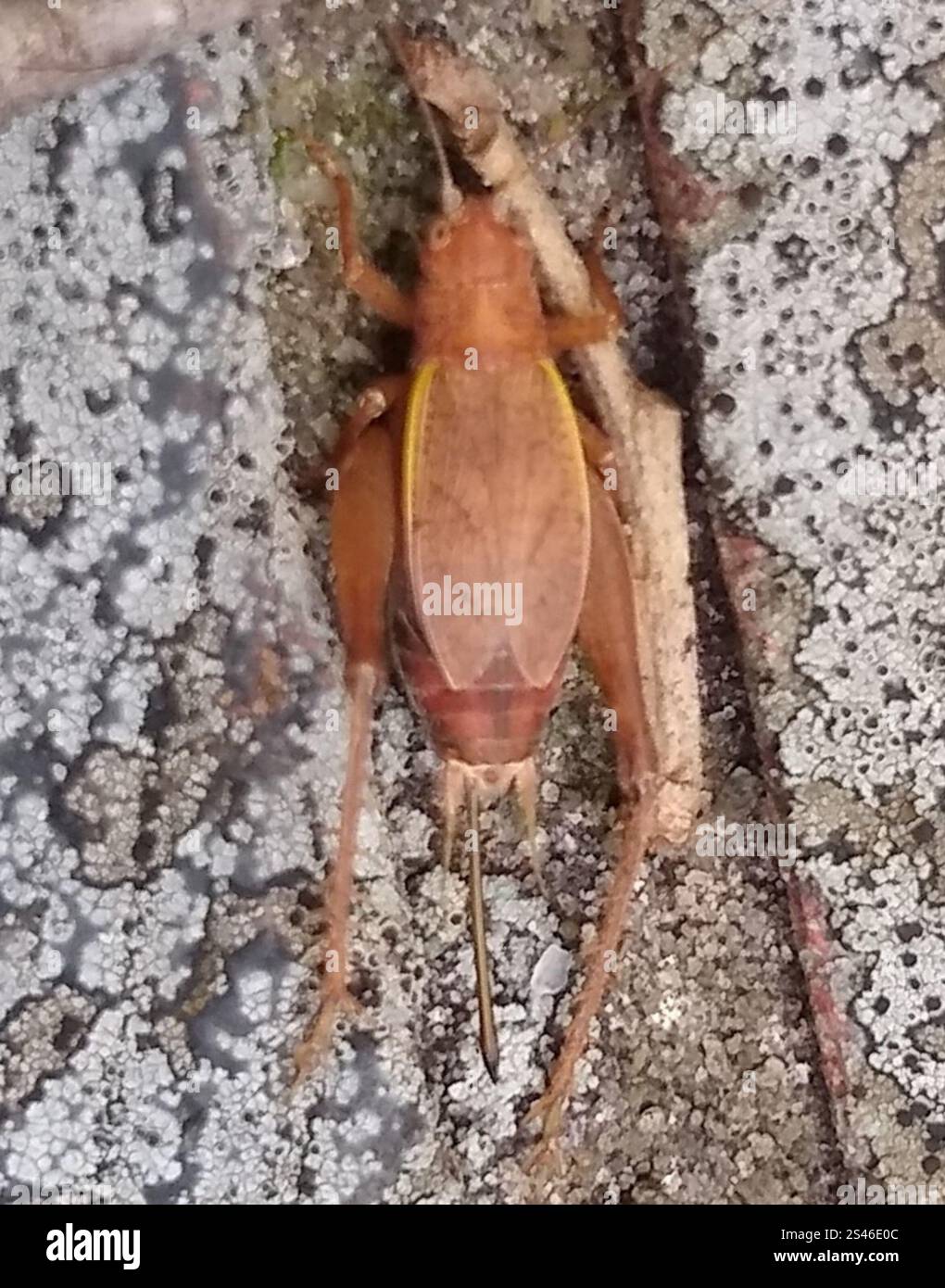 Restless Bush Cricket (Hapithus agitator Stock Photo - Alamy