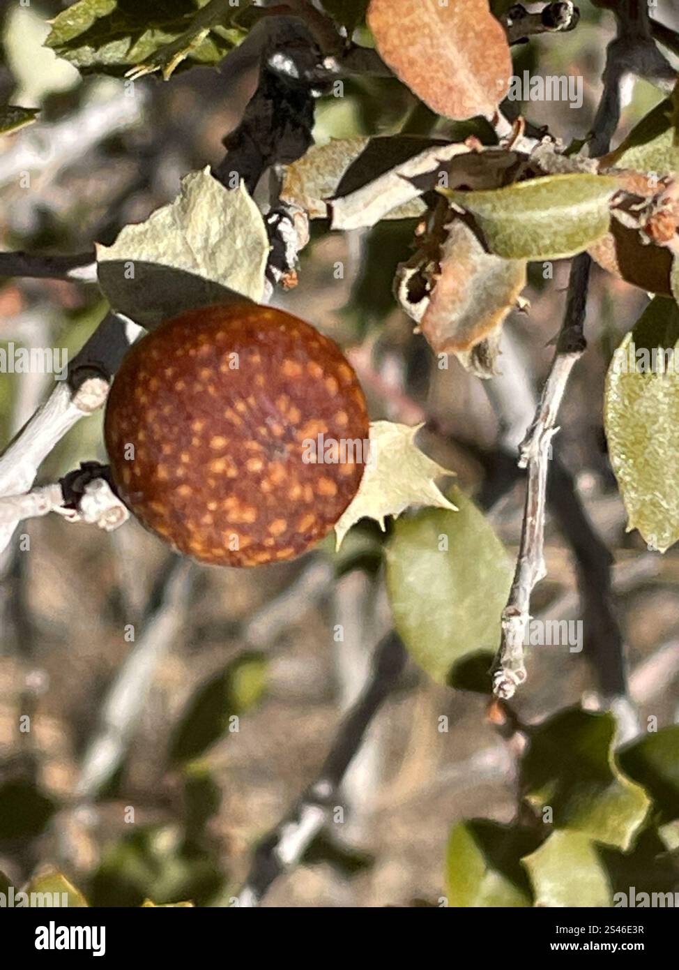Muller's oak (Quercus cornelius-mulleri Stock Photo - Alamy