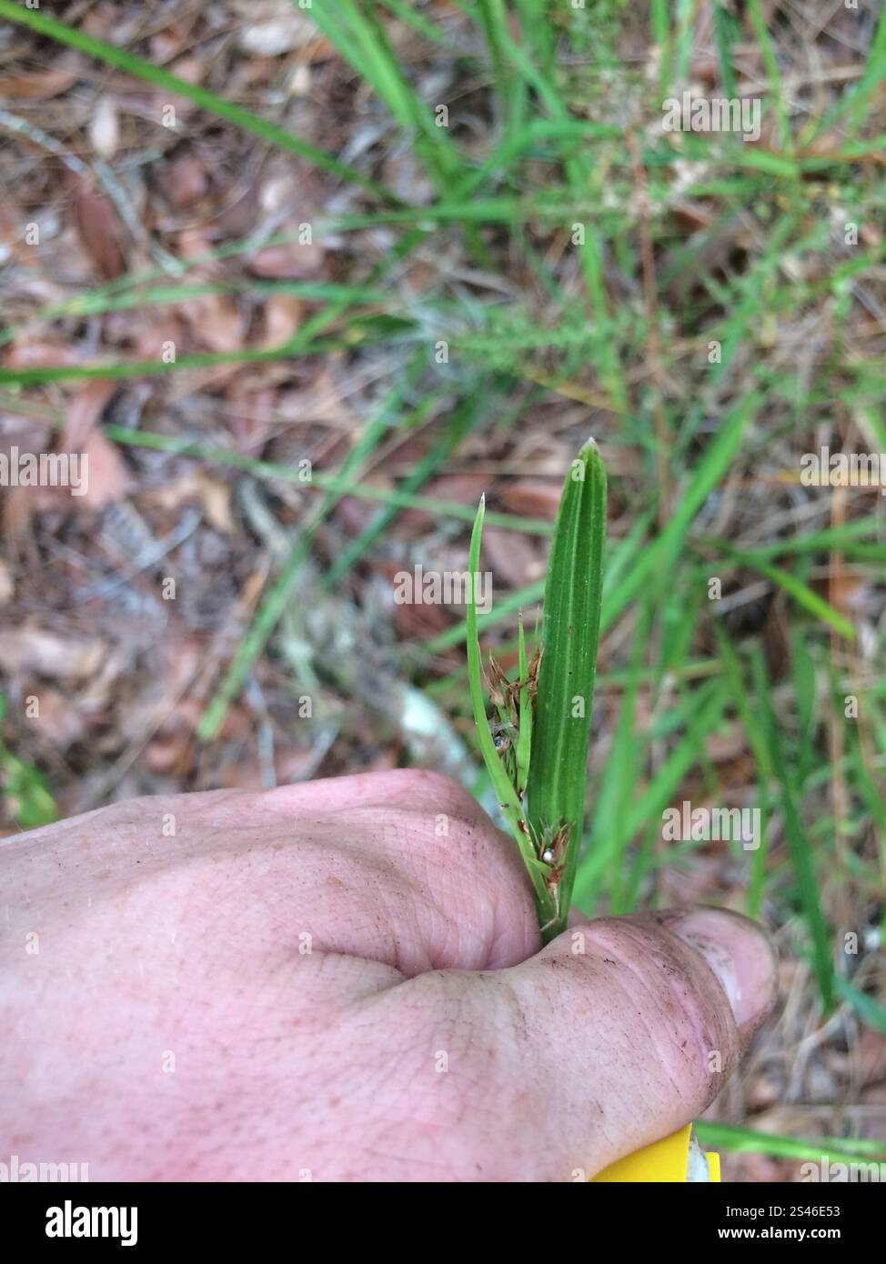 Whip Nutrush (Scleria triglomerata Stock Photo - Alamy