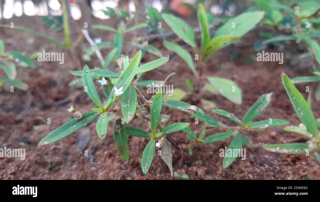 Old World Diamond Flower (Oldenlandia corymbosa Stock Photo - Alamy