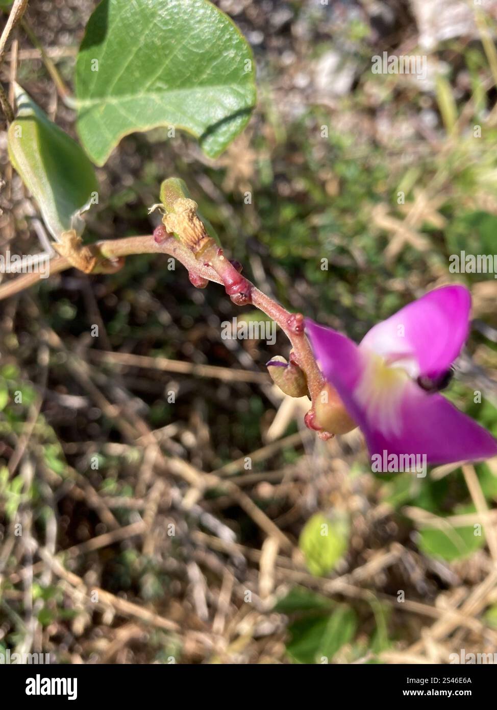 Beach Bean (Canavalia rosea Stock Photo - Alamy
