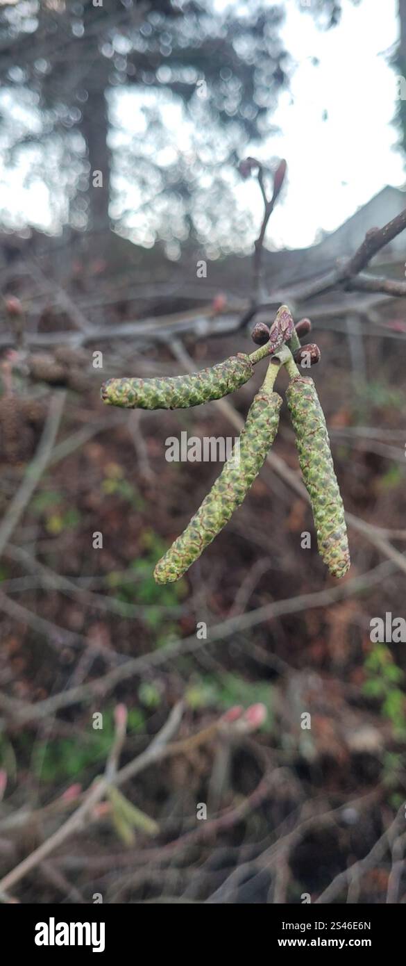 Red Alder (Alnus rubra Stock Photo - Alamy