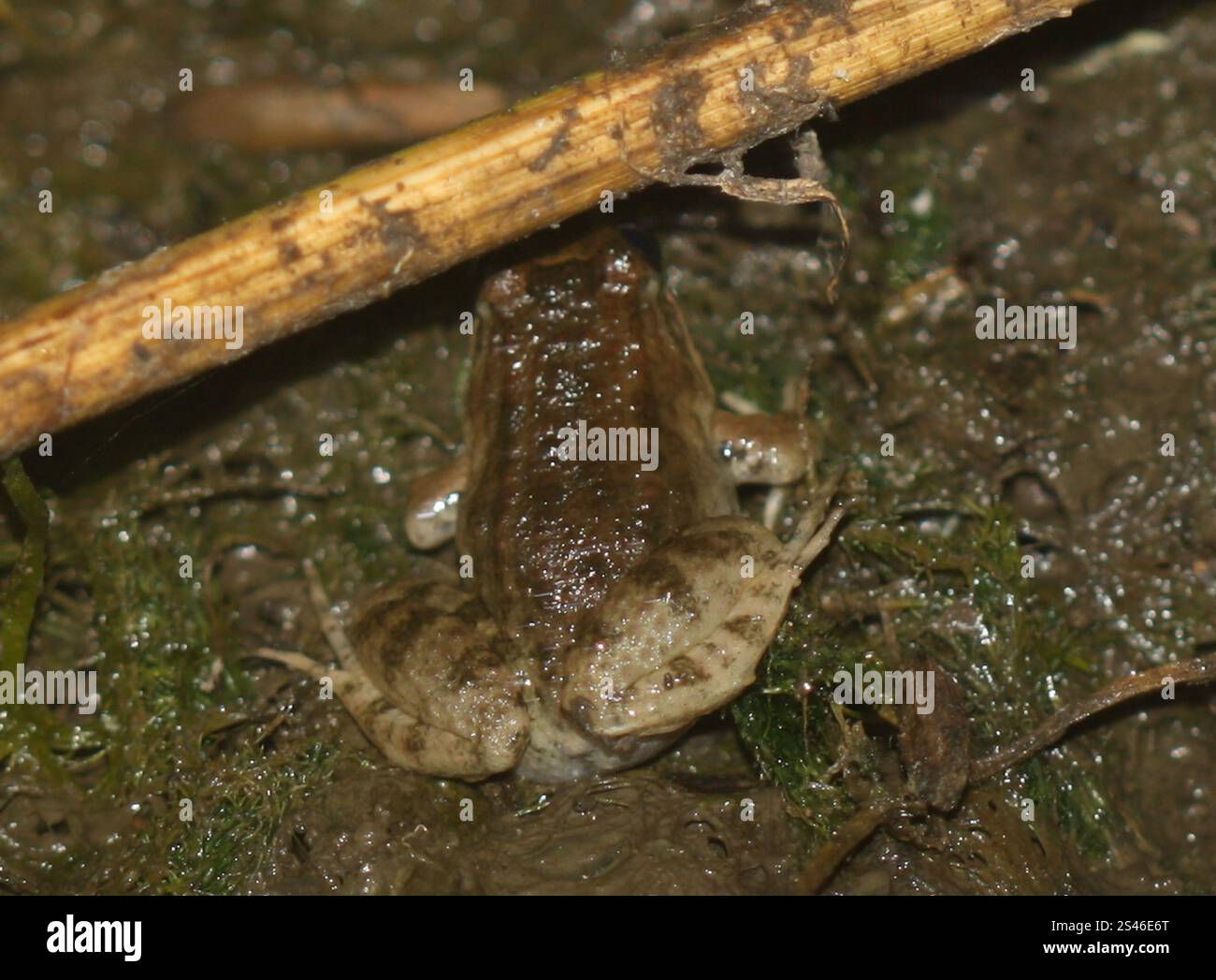 Neotropical Grass Frogs (Leptodactylus Stock Photo - Alamy