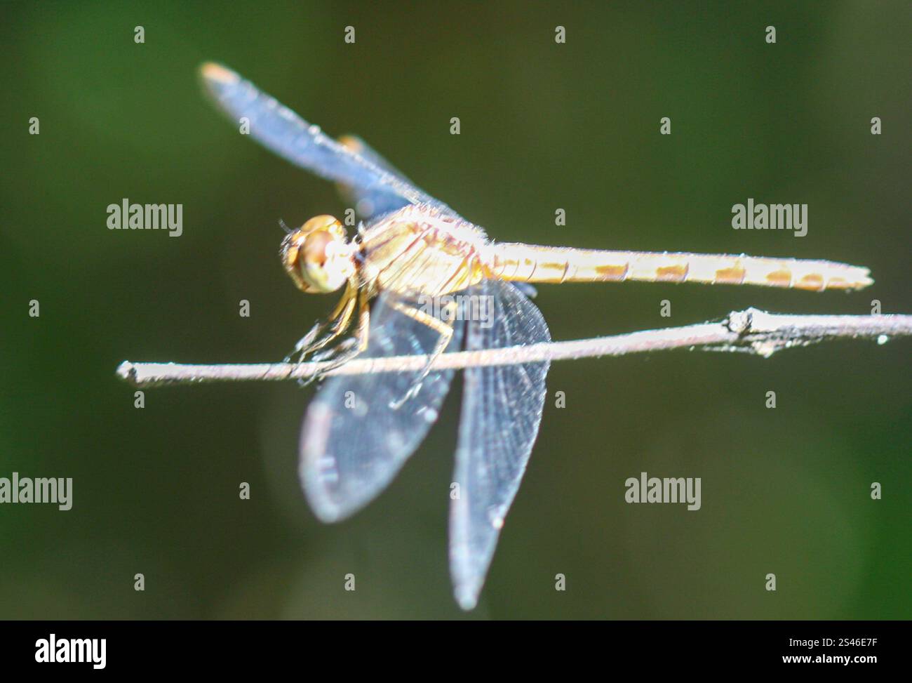 Black-winged Dragonlet (Erythrodiplax funerea Stock Photo - Alamy