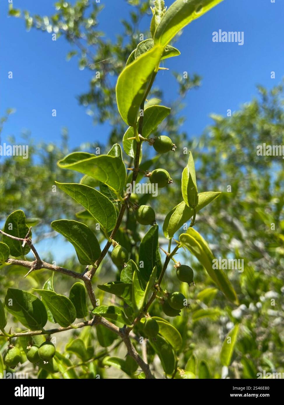 Desert Hackberry (Celtis tala Stock Photo - Alamy