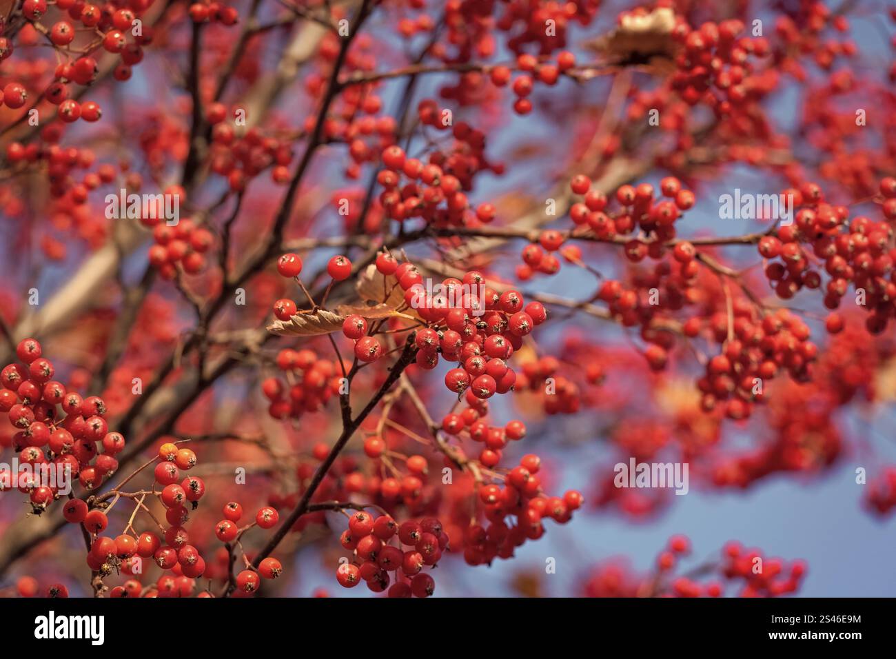 rowan tree with red berry branch background Stock Photo - Alamy