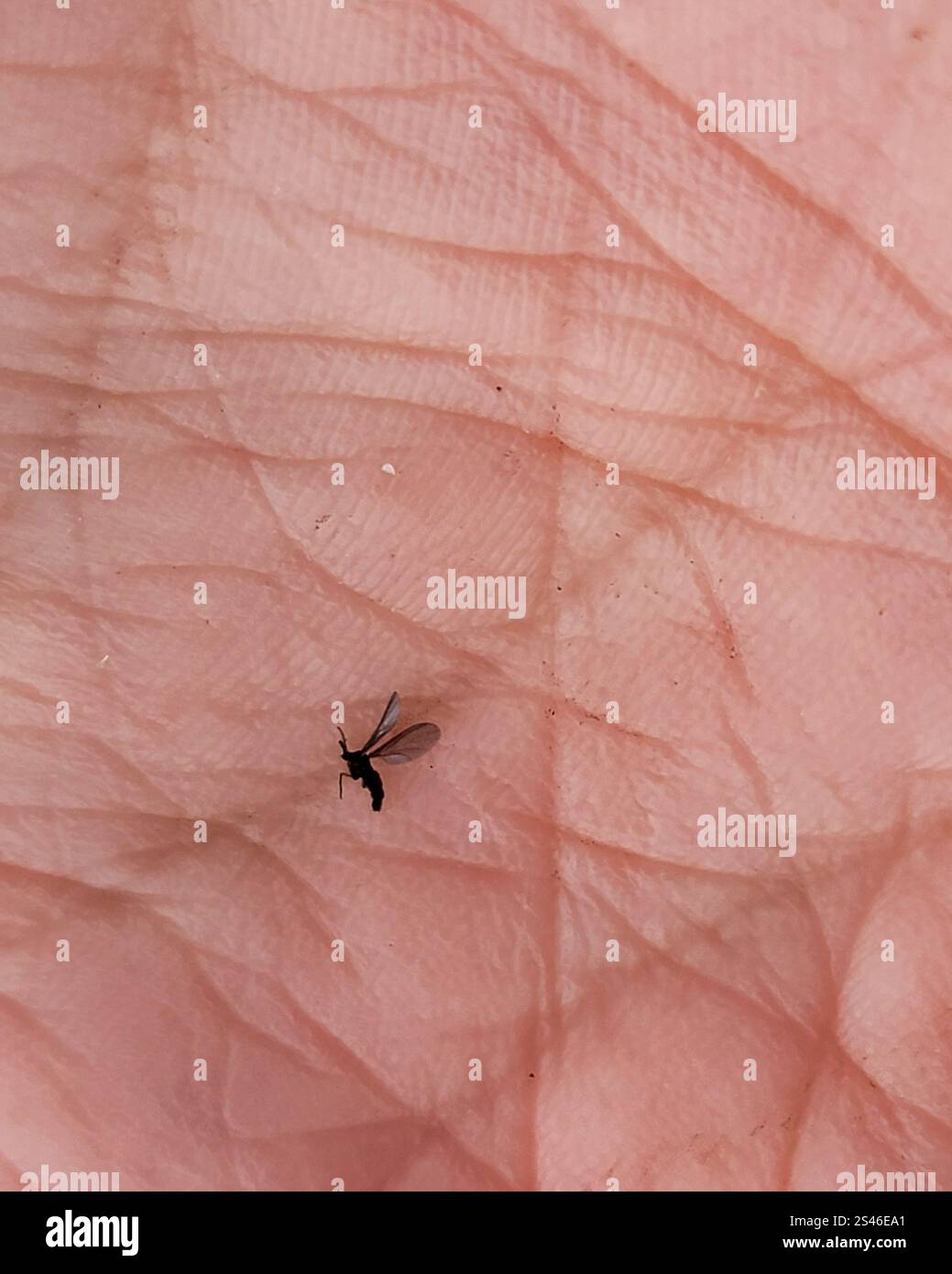 New Zealand Black Fly (Austrosimulium australense Stock Photo - Alamy