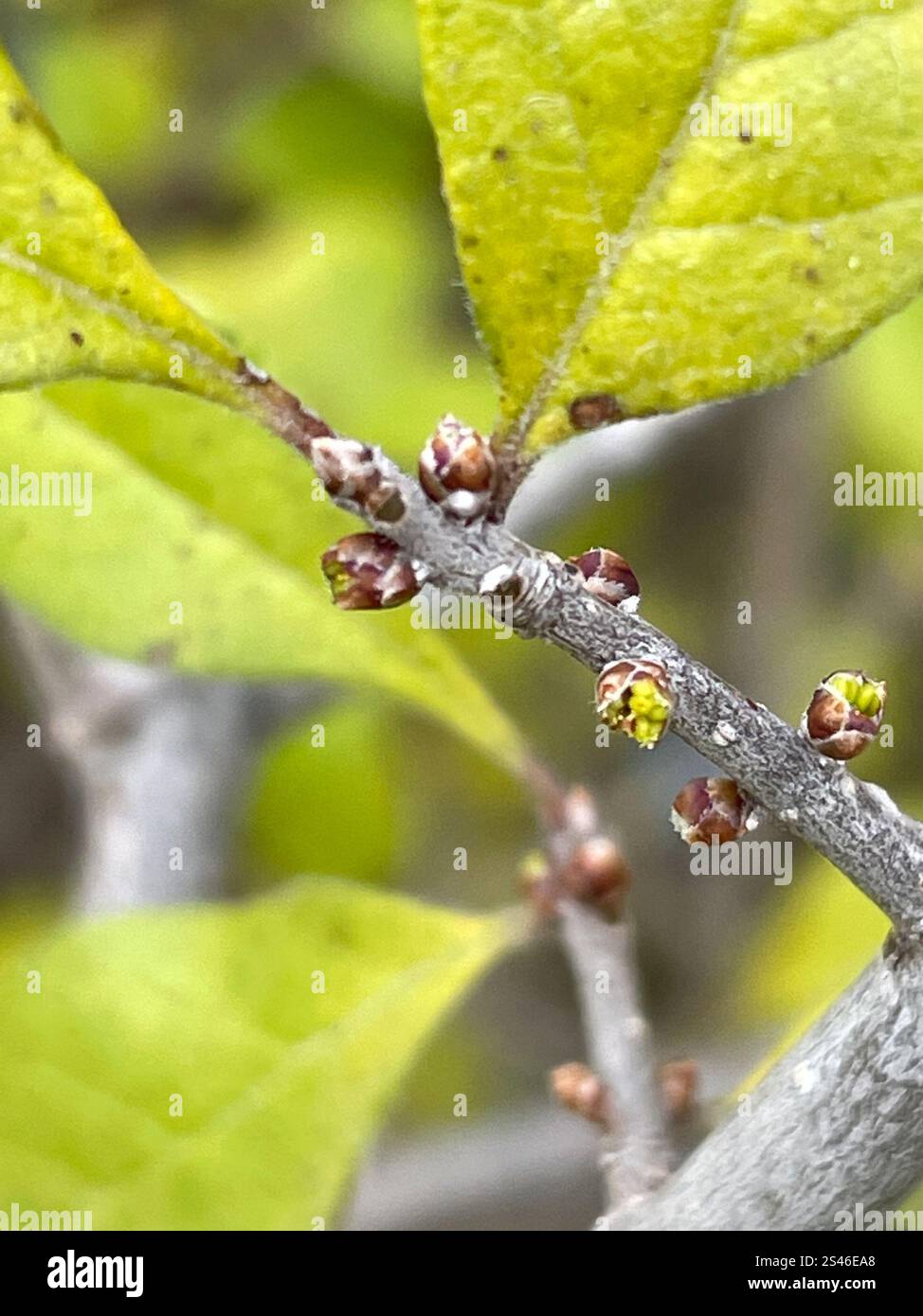 Stretchberry (Forestiera pubescens Stock Photo - Alamy