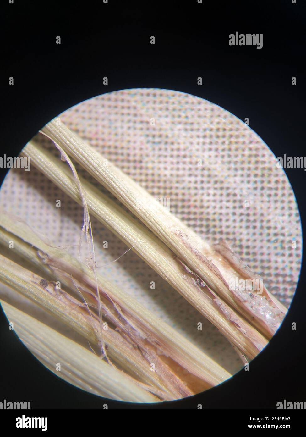 Hairy Fimbristylis (Fimbristylis puberula puberula Stock Photo - Alamy