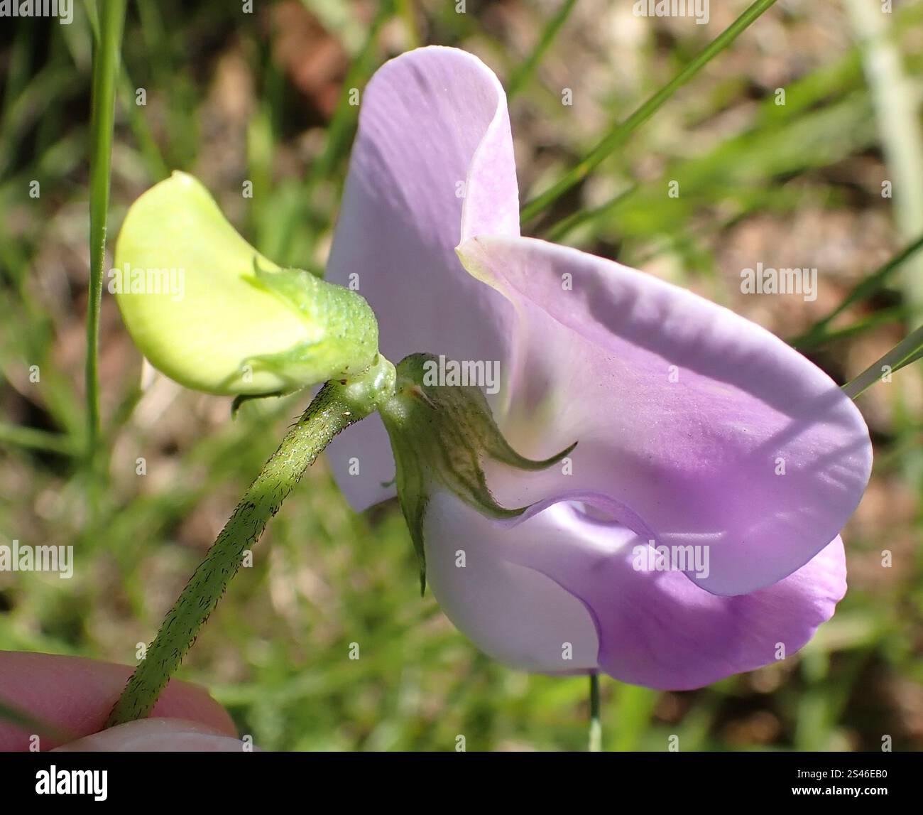 Wild Cow Pea (Vigna vexillata Stock Photo - Alamy