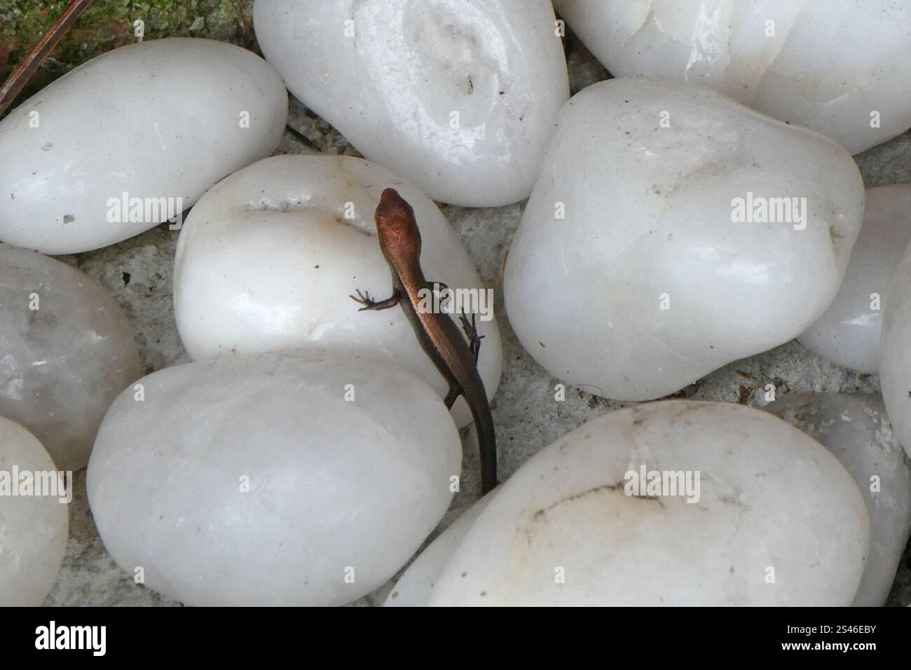 Australian Sunskinks (Lampropholis Stock Photo - Alamy