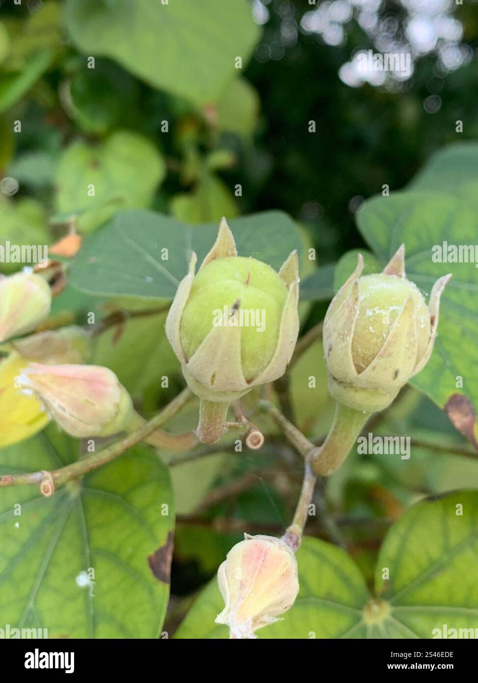 sea hibiscus (Hibiscus tiliaceus Stock Photo - Alamy