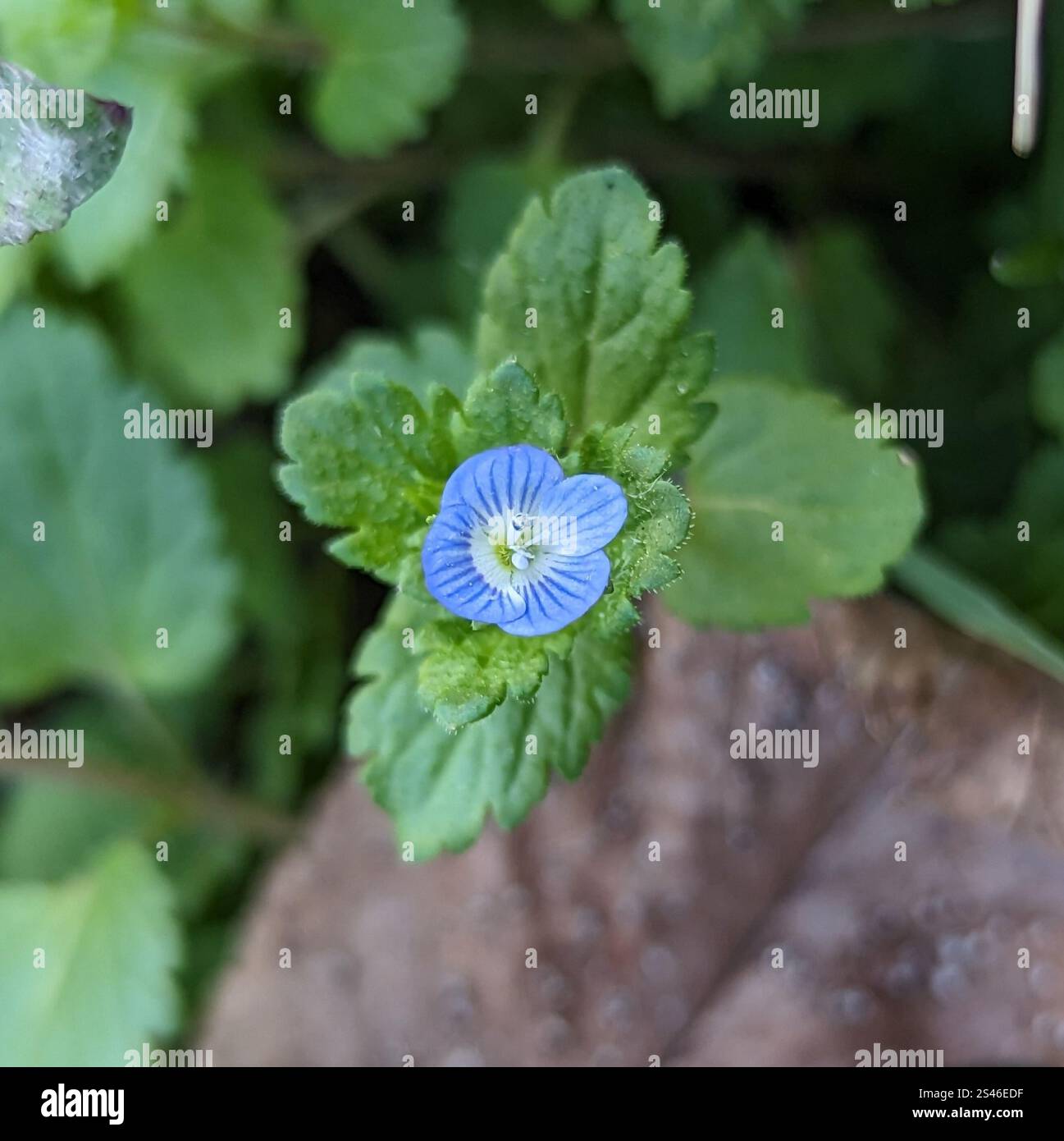 bird's-eye speedwell (Veronica persica Stock Photo - Alamy
