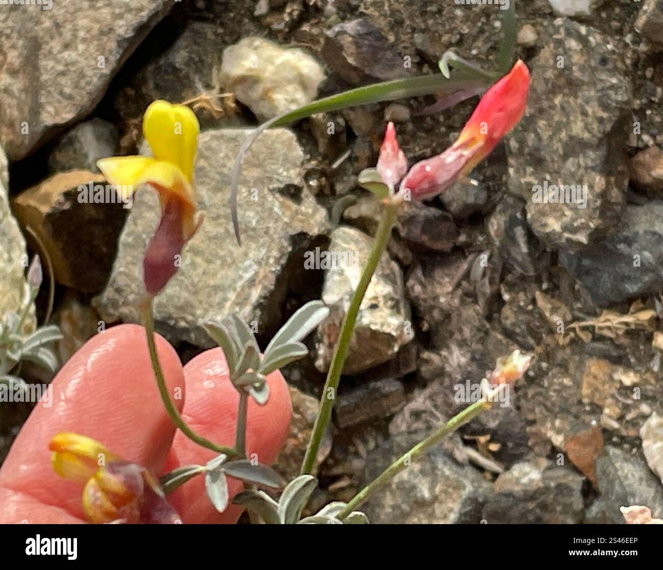 shrubby deervetch (Acmispon rigidus Stock Photo - Alamy