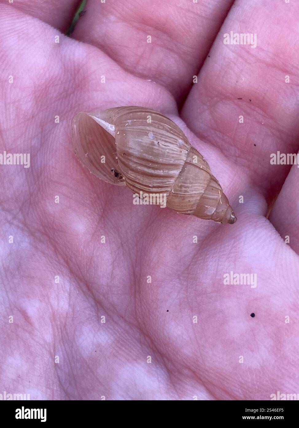 Ghost Bulimulus (Bulimulus bonariensis Stock Photo - Alamy