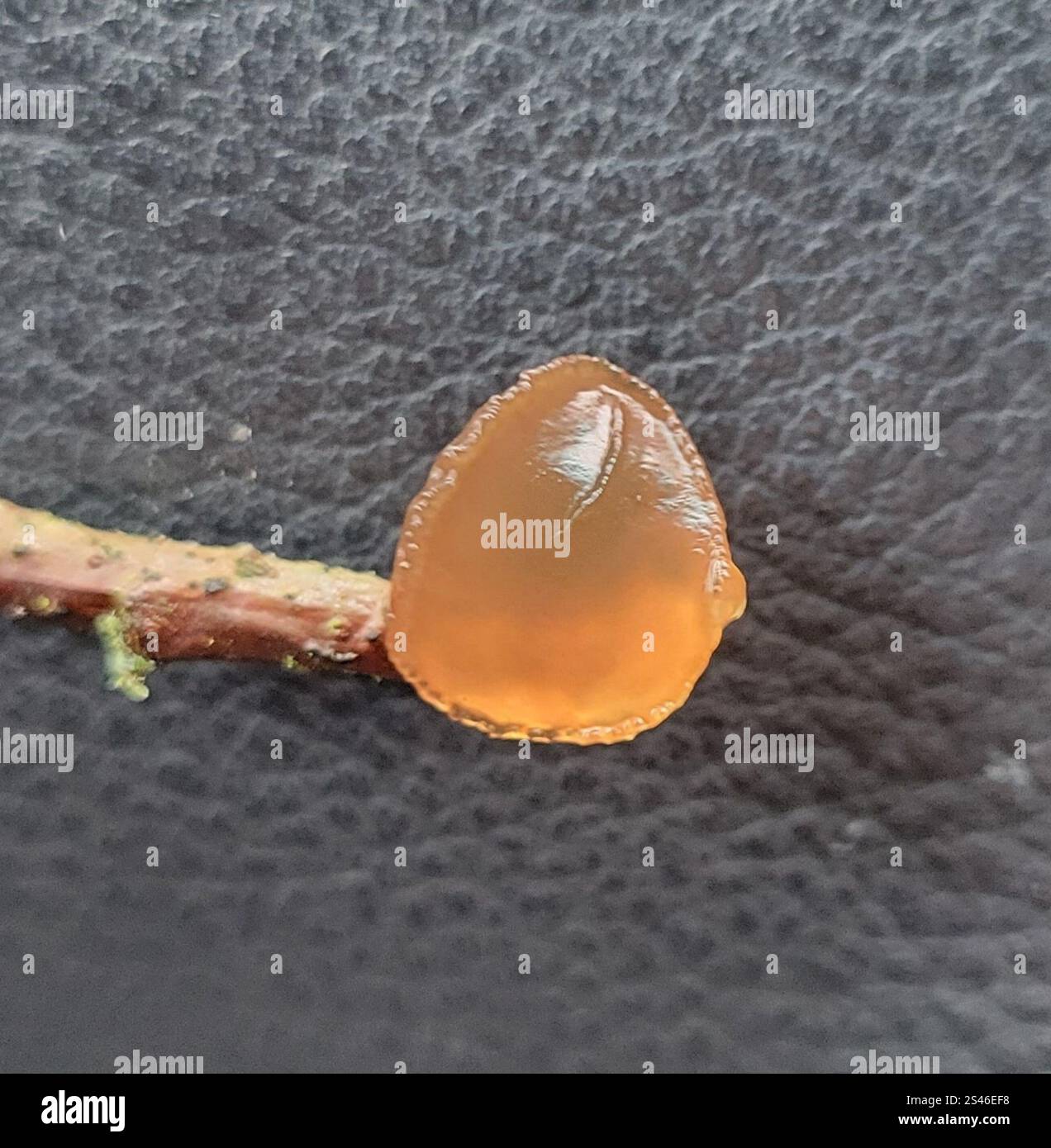 amber jelly fungus (Exidia recisa Stock Photo - Alamy