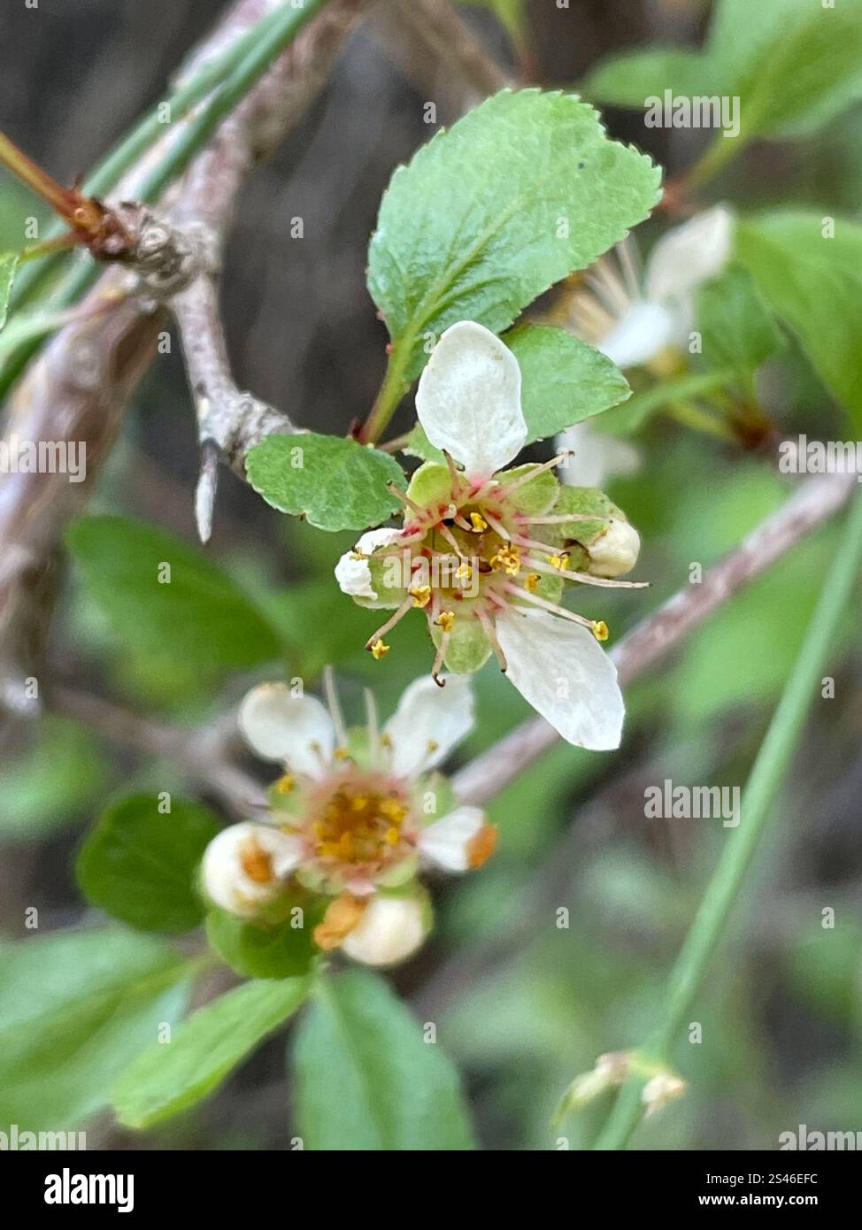 Desert Apricot (Prunus fremontii Stock Photo - Alamy