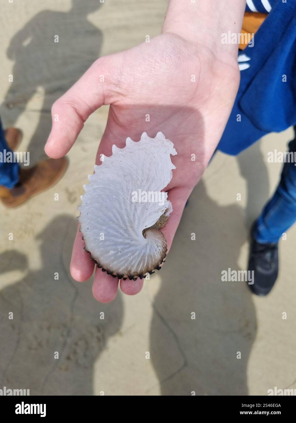 Knobbed Argonaut (Argonauta nodosus Stock Photo - Alamy