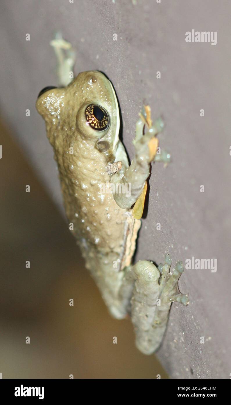 Vermiculated Tree Frog (Trachycephalus vermiculatus Stock Photo - Alamy