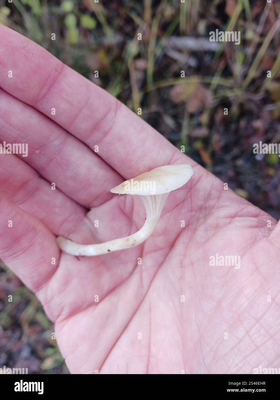 Snowy Waxcap (Cuphophyllus virgineus Stock Photo - Alamy