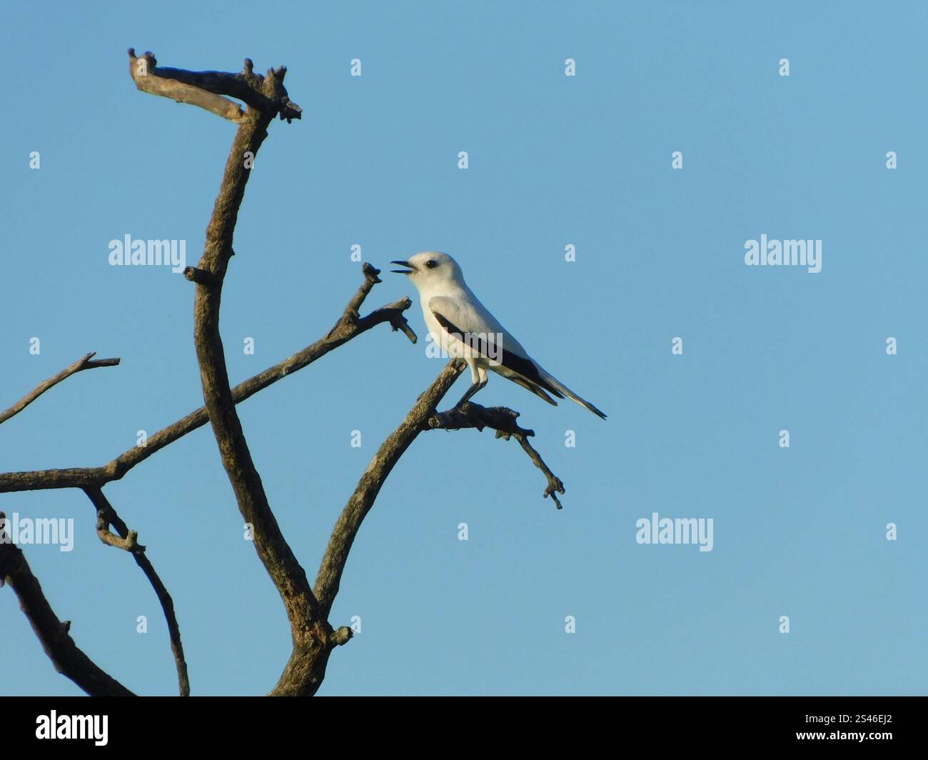 White Monjita (Xolmis irupero Stock Photo - Alamy