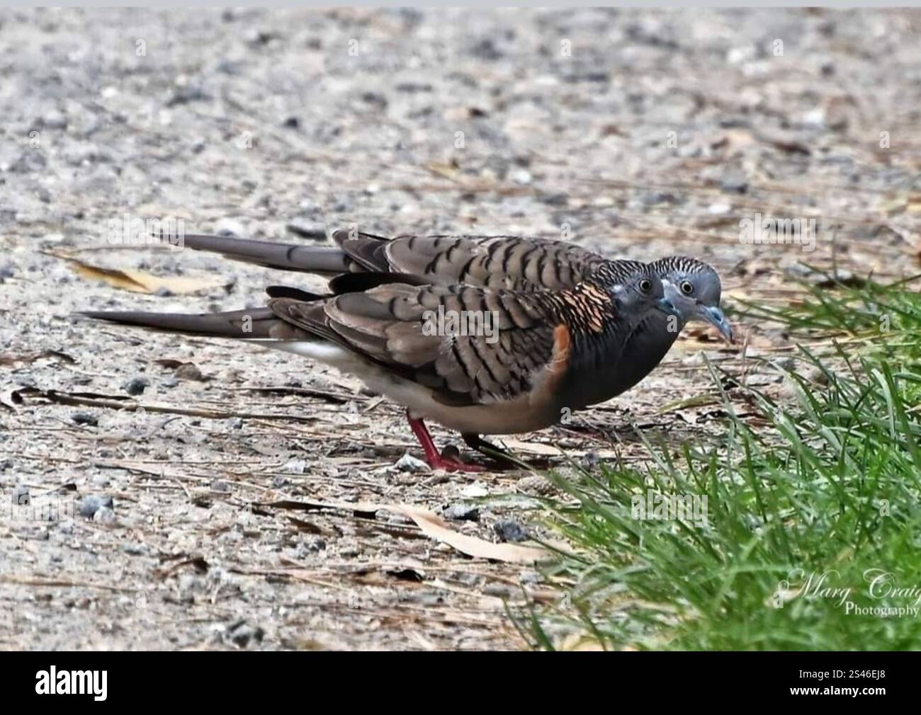 Bar-shouldered Dove (Geopelia humeralis Stock Photo - Alamy