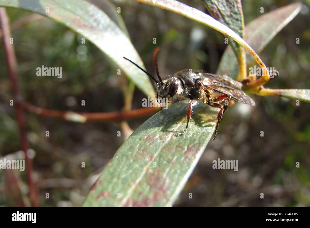 Ants, Bees, and Stinging Wasps (Aculeata Stock Photo - Alamy