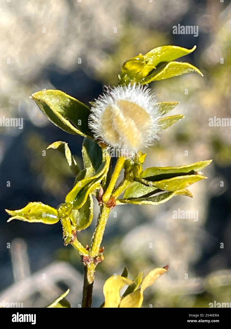 Creosote Bush (Larrea tridentata Stock Photo - Alamy