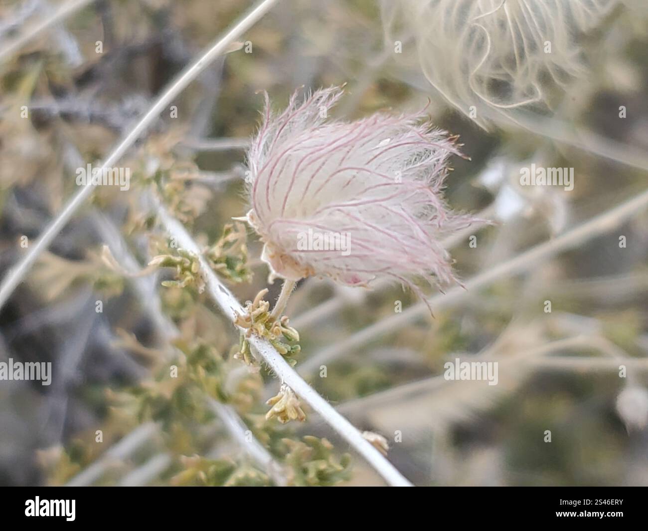 Apache plume (Fallugia paradoxa Stock Photo - Alamy