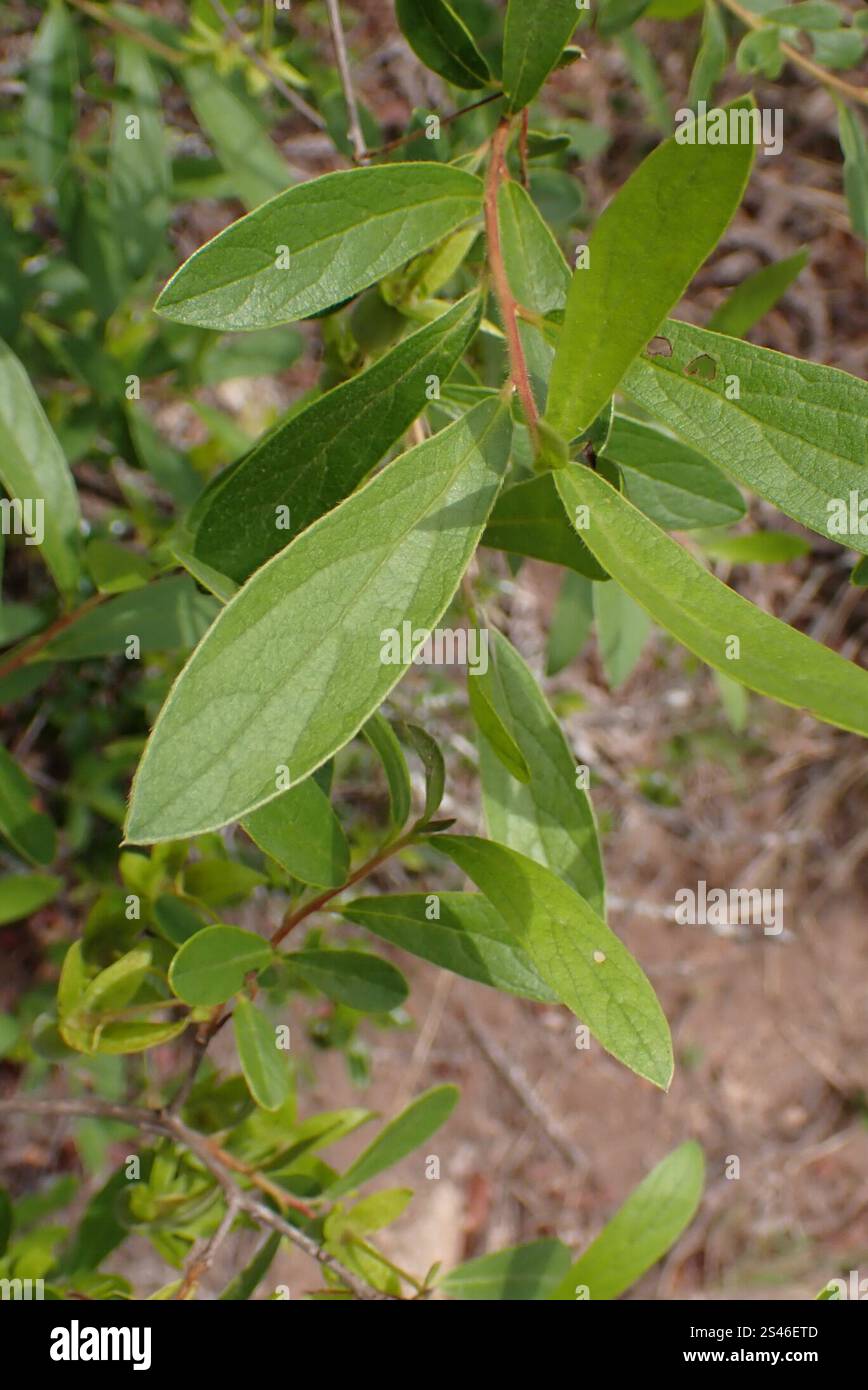 Transvaal Bluebush (Diospyros lycioides guerkei Stock Photo - Alamy