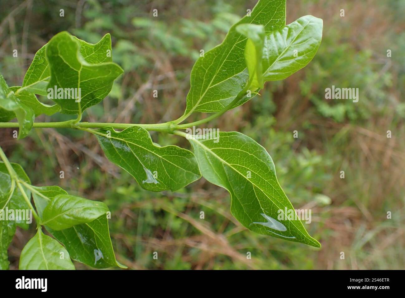 Rock Alder (Afrocanthium mundianum Stock Photo - Alamy