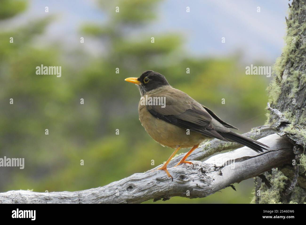 Austral Thrush (Turdus falcklandii Stock Photo - Alamy