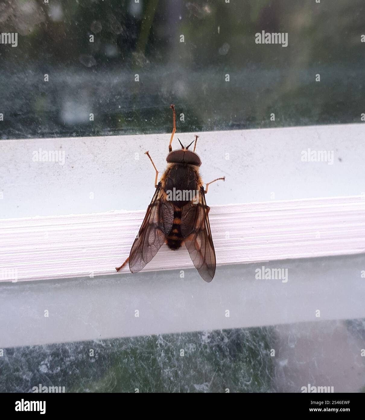 Bush Flies (Scaptia Stock Photo - Alamy