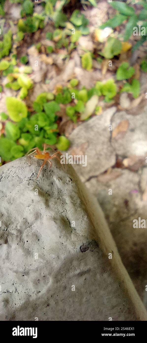Ghost Spiders (Anyphaenidae Stock Photo - Alamy