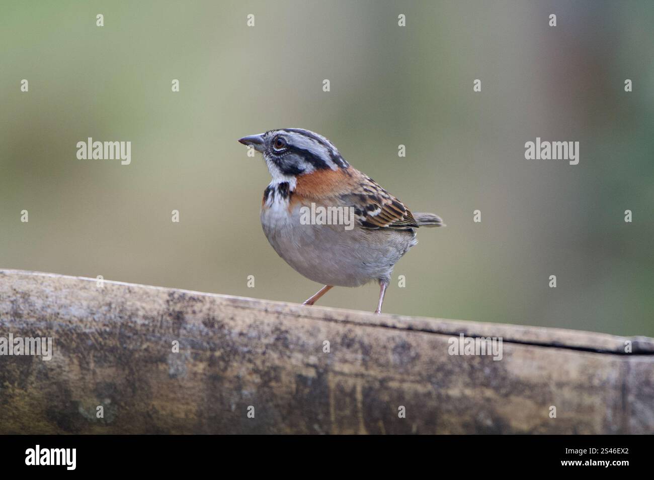 Rufous-collared Sparrow (Zonotrichia capensis Stock Photo - Alamy