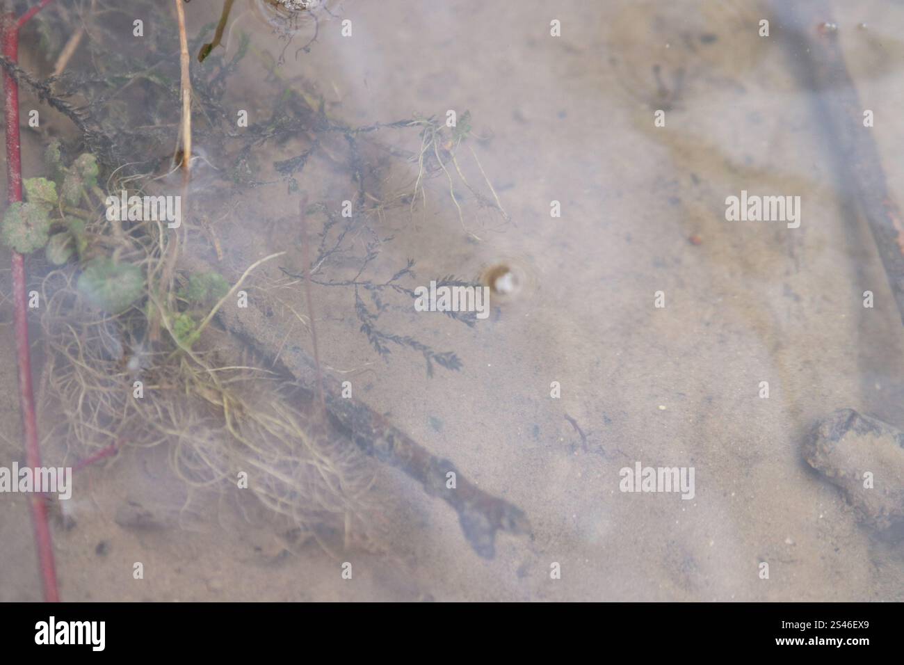 Willow Moss (Fontinalis antipyretica Stock Photo - Alamy