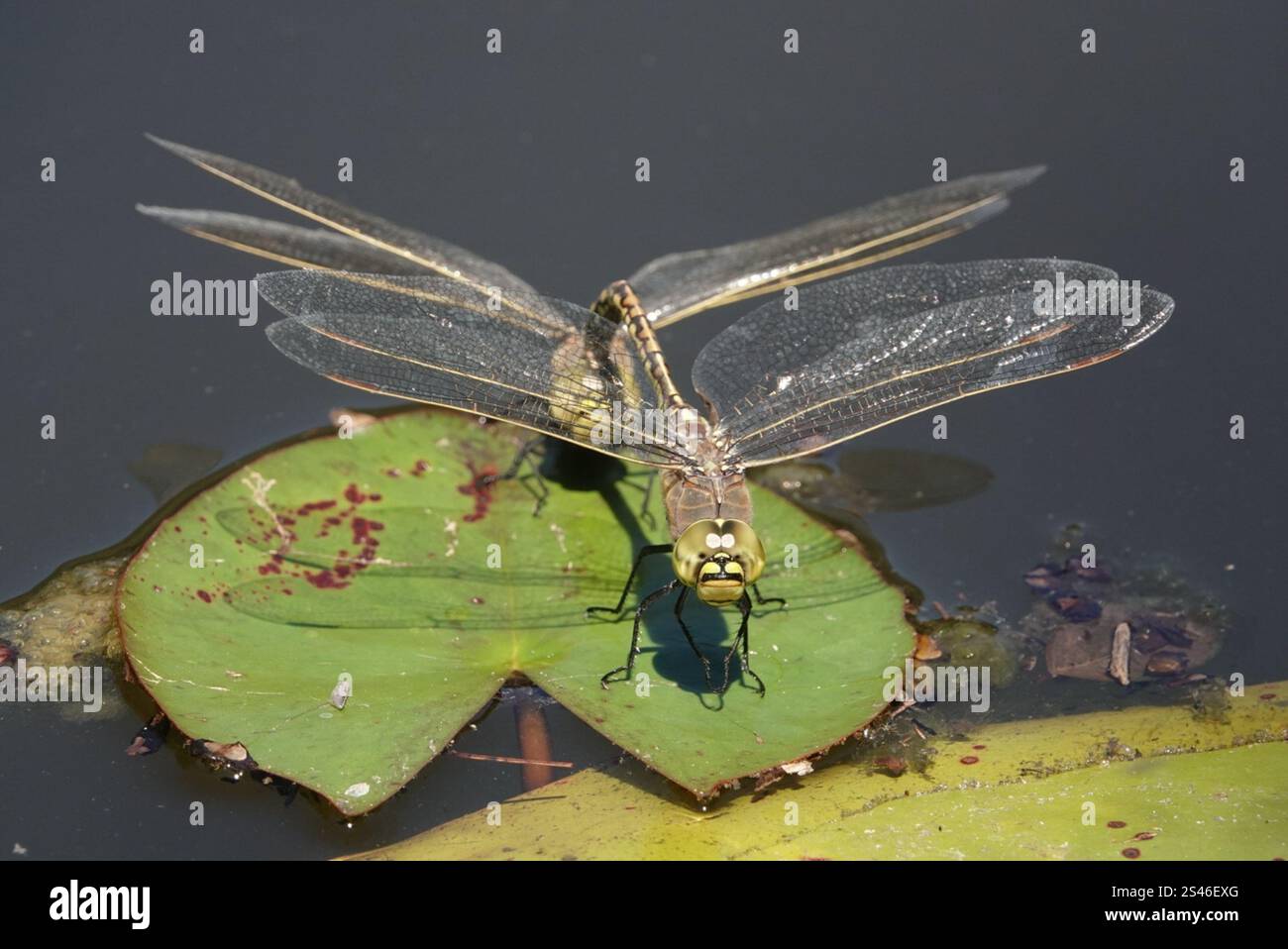 Australian Emperor (Anax papuensis Stock Photo - Alamy